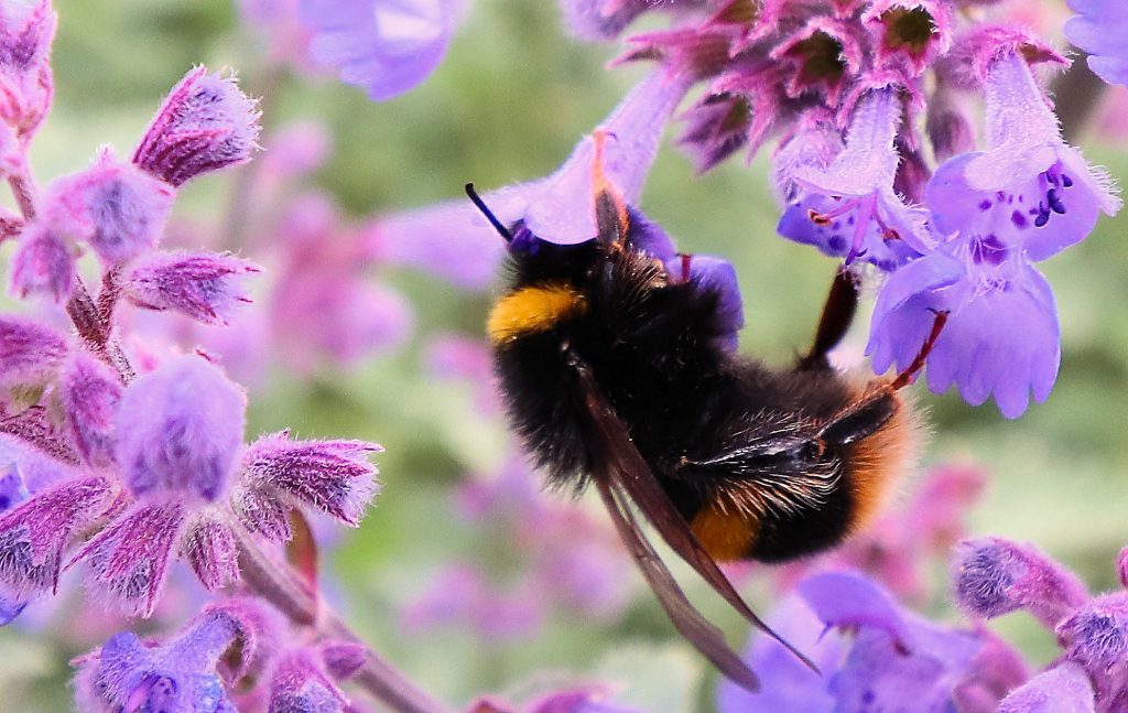 Charity » ConFuzzled