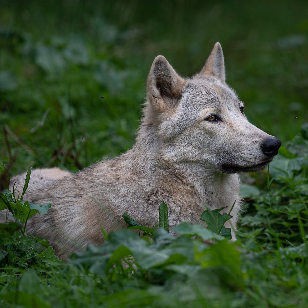 Charity » ConFuzzled