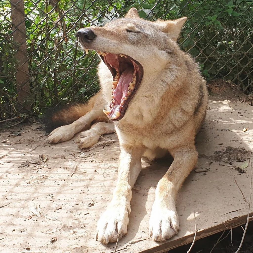 Charity » ConFuzzled